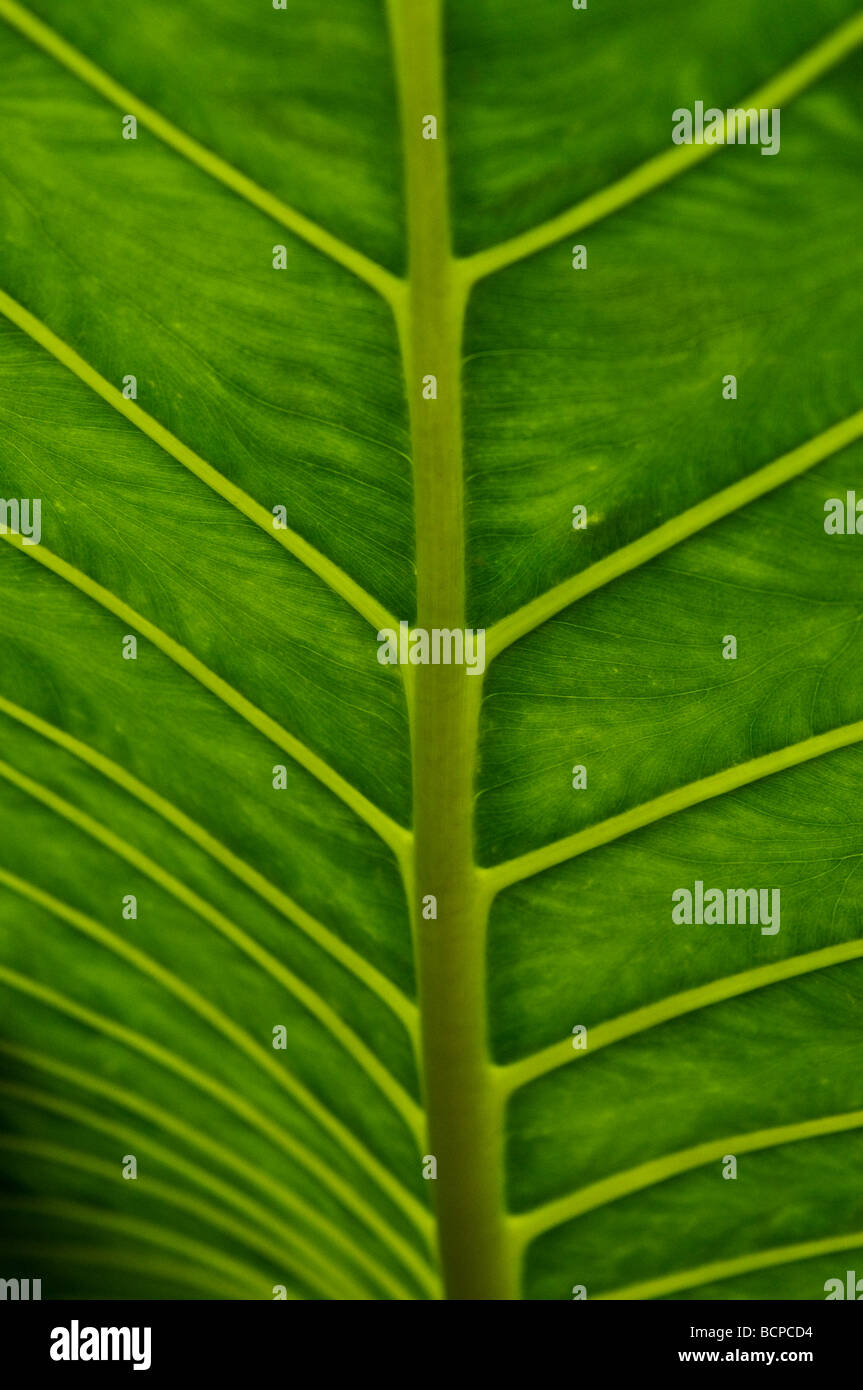 Leaf pattern hi-res stock photography and images - Alamy