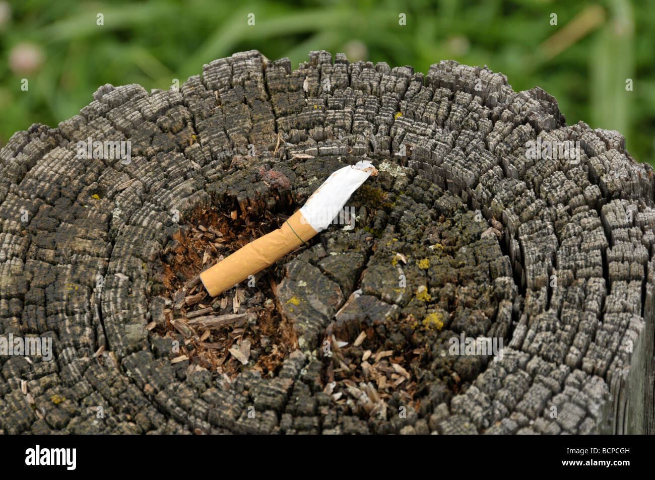 Cigarette butt on tree stump Stock Photo - Alamy