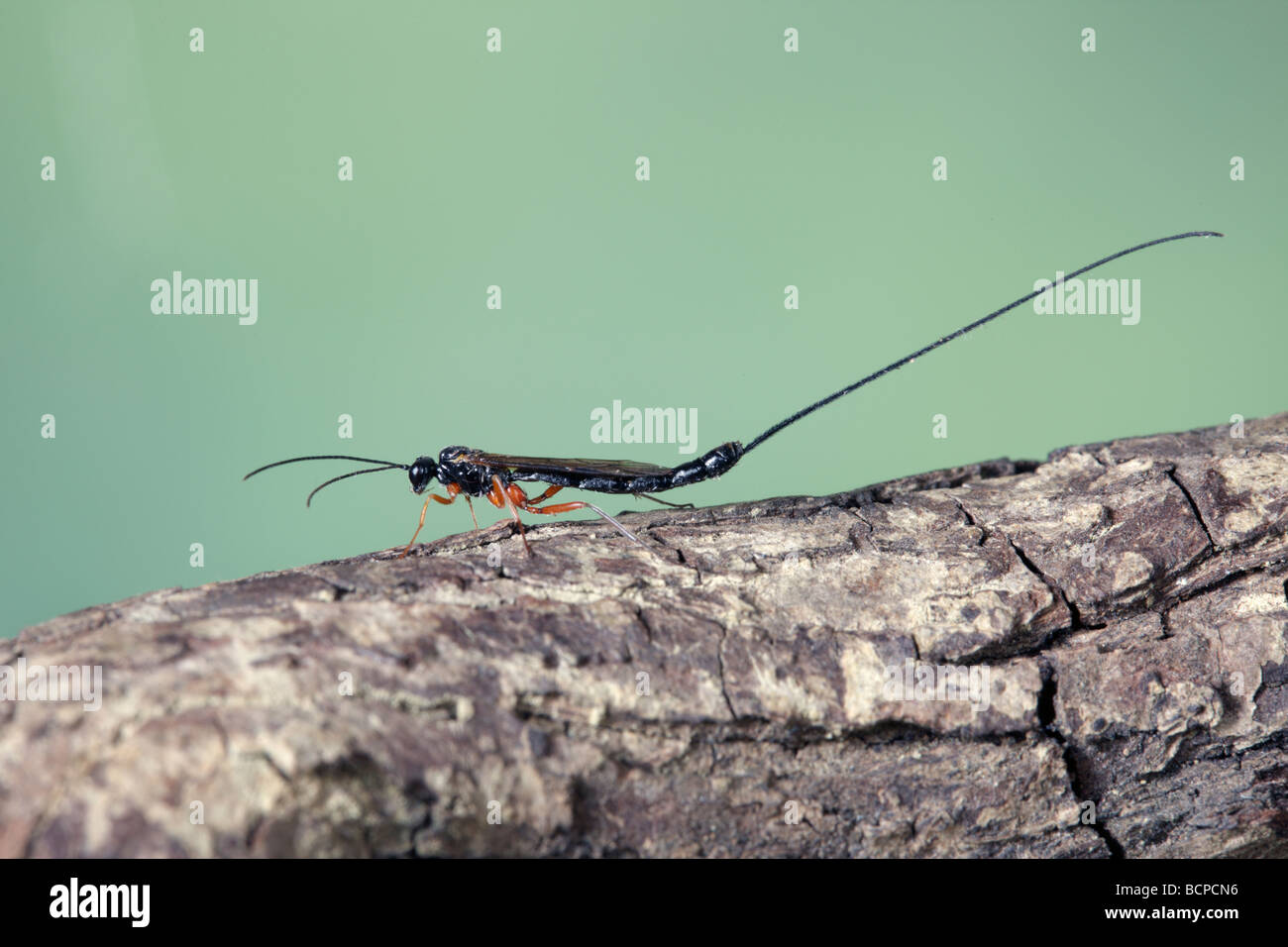 Ichneumon Wasp Lissonota setosa Stock Photo - Alamy