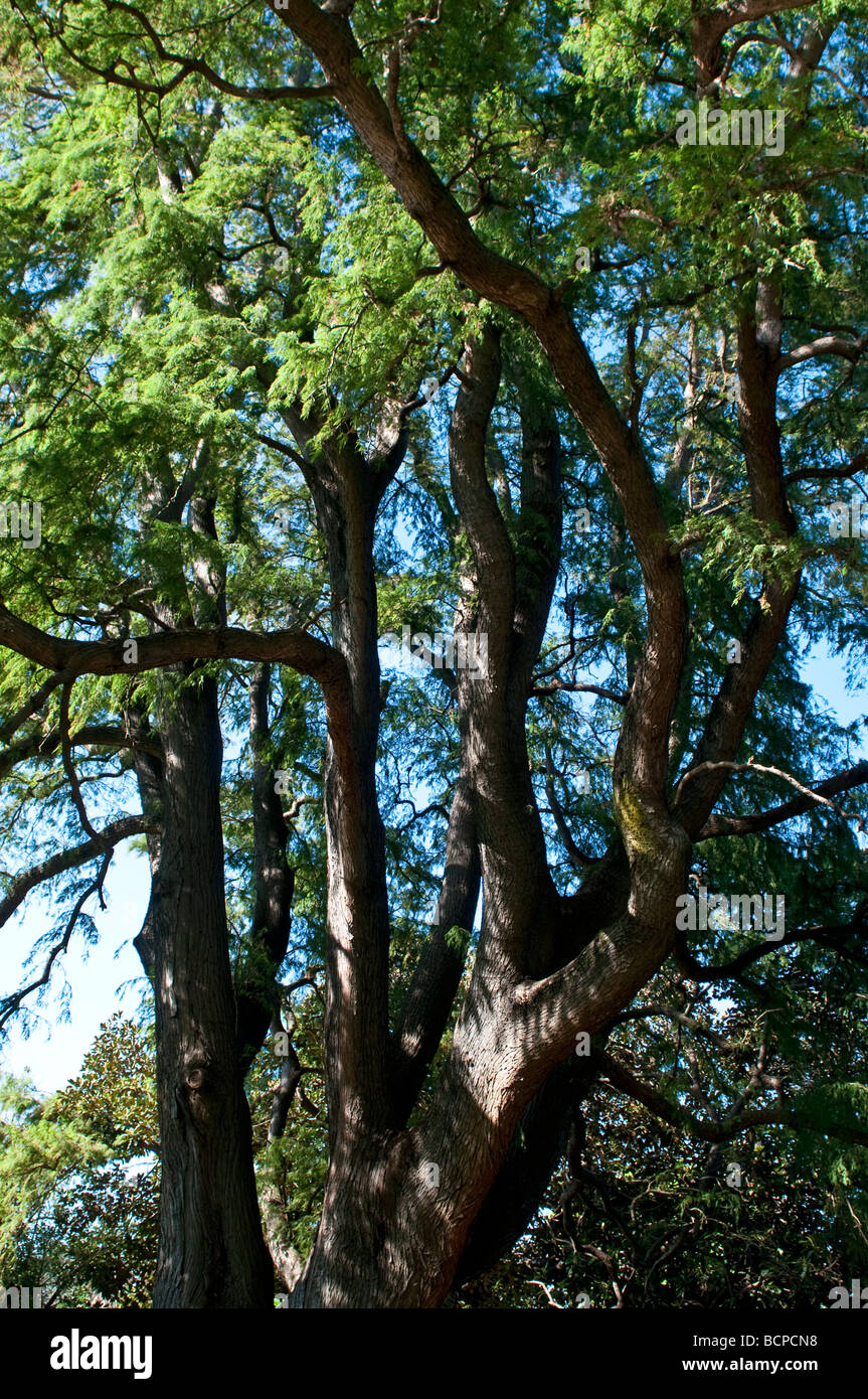 Mexican Bald Cypress Taxodium mucronatum Royal Botanic Gardens Sydney ...