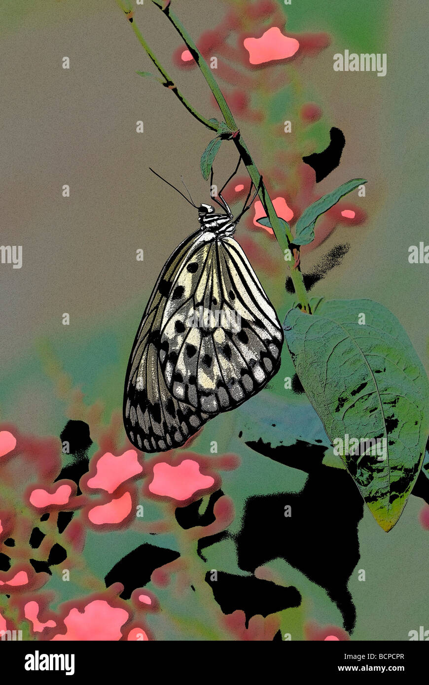 Digitally modified image of butter fly wings Stock Photo - Alamy