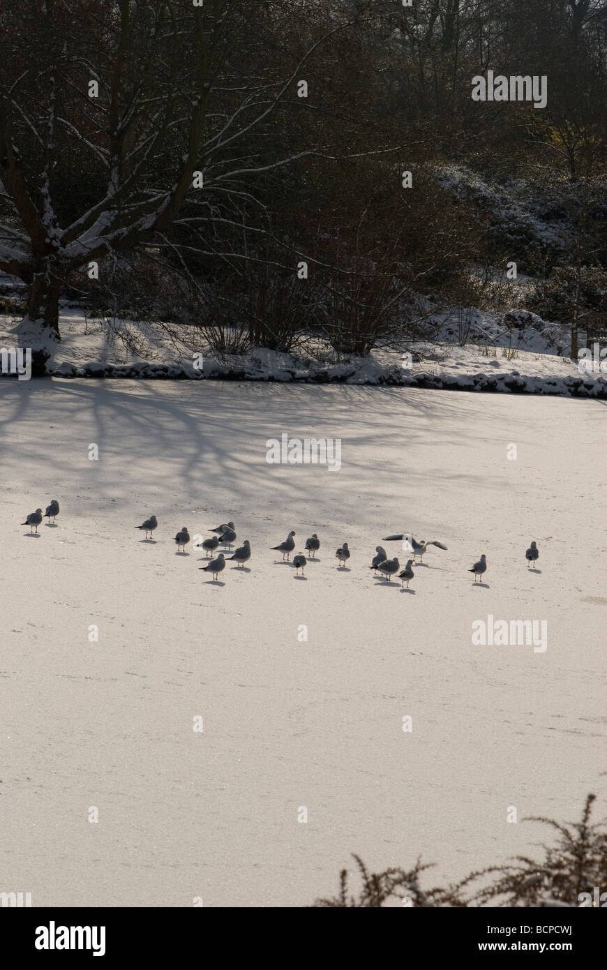 Seagulls feeding on iced over pond Stock Photo - Alamy