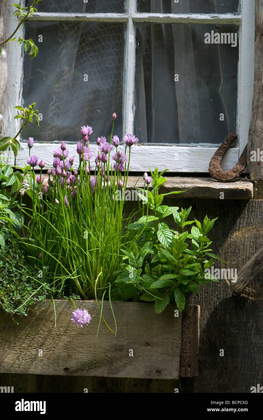 Windowbox with herbs by window Stock Photo - Alamy