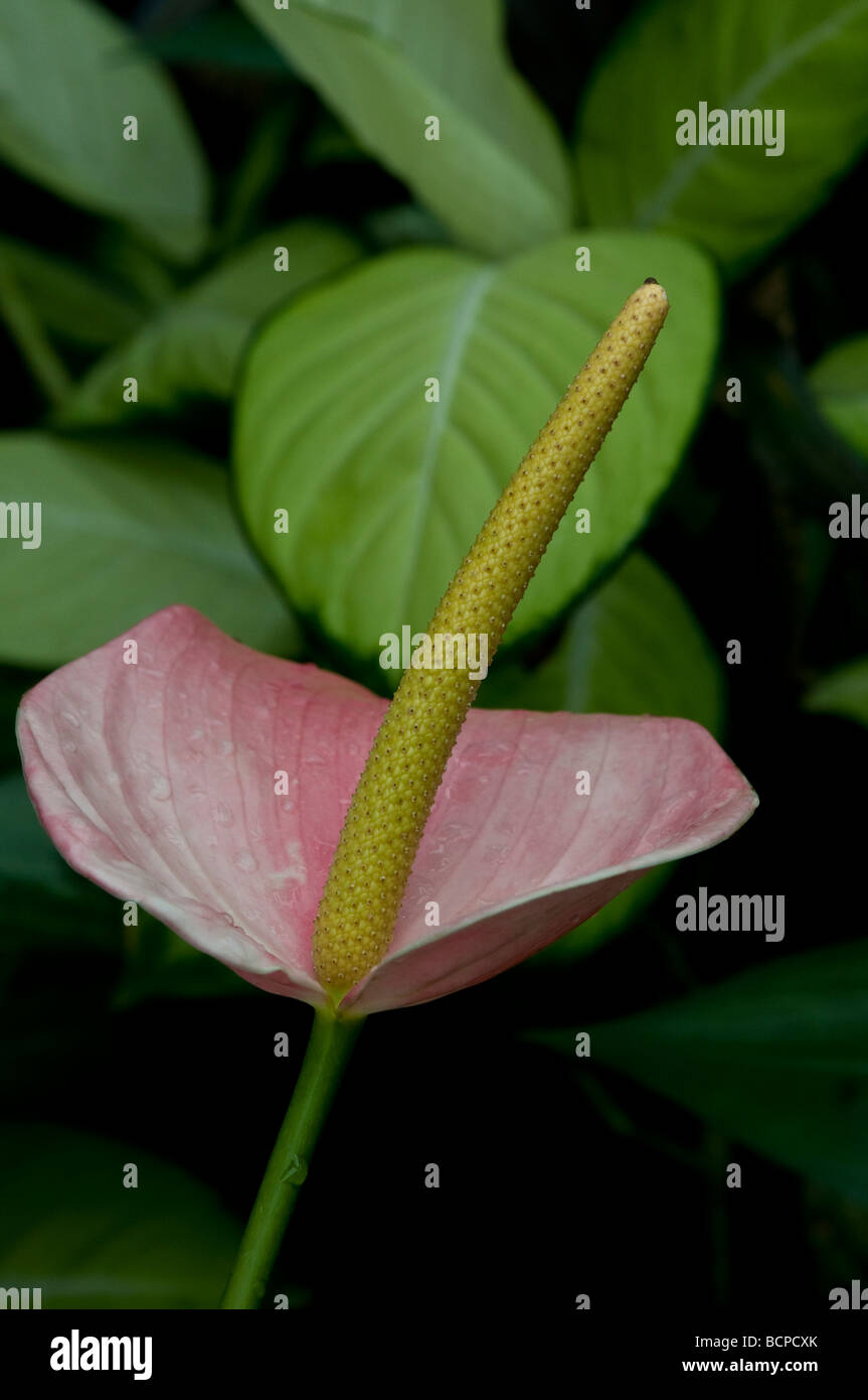 Foliage anthurium hi-res stock photography and images - Alamy