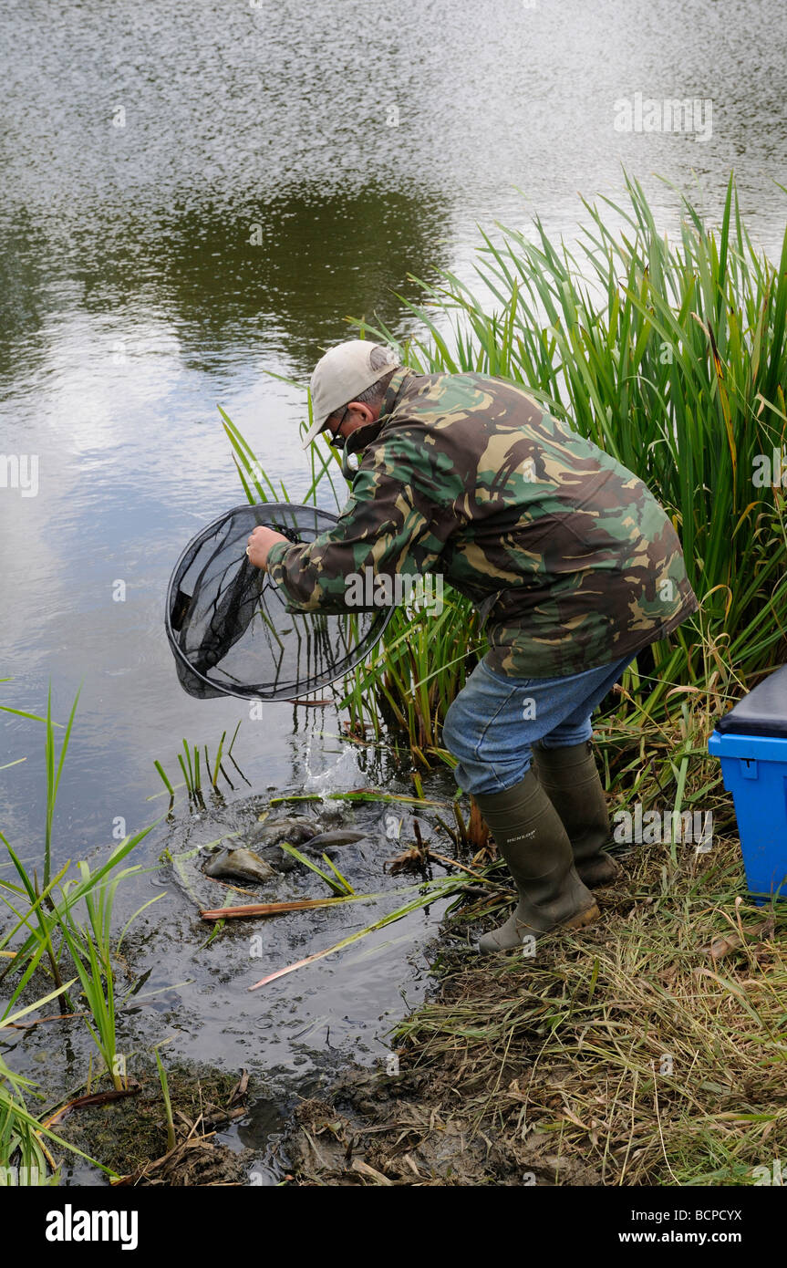 Male tench fish hi-res stock photography and images - Alamy