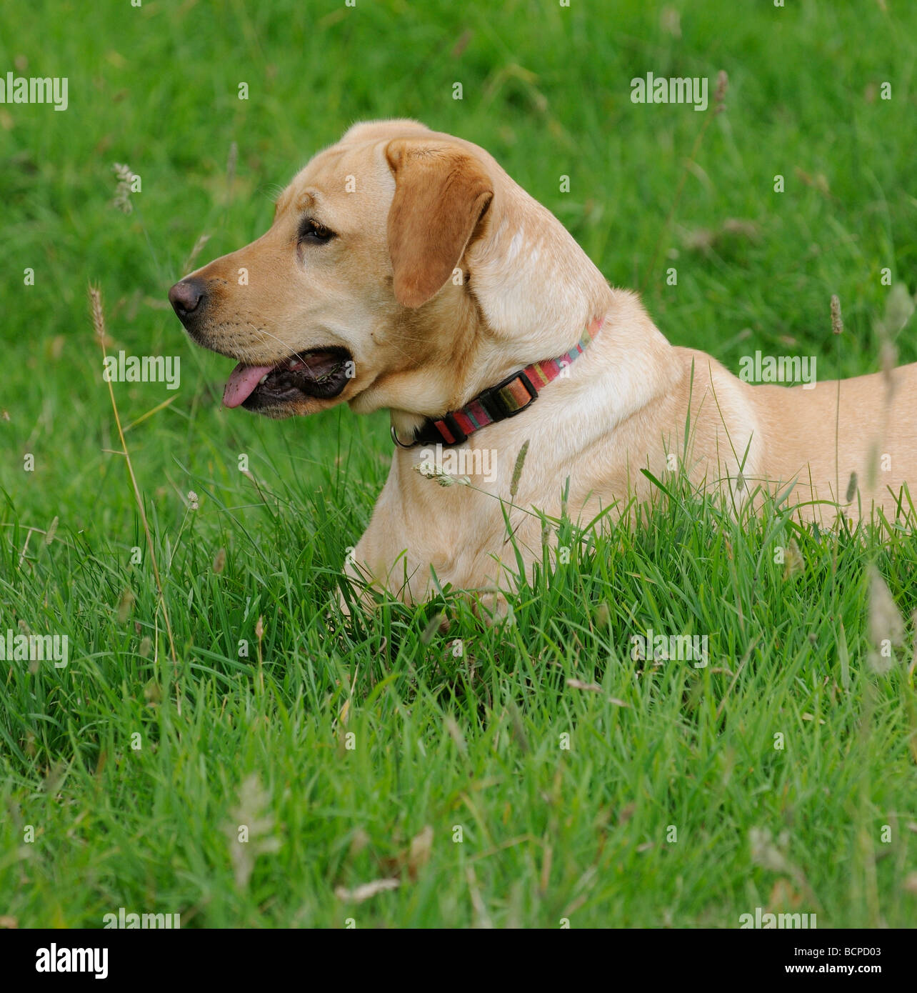 Portrait of a young alert Labrador laying in grass Stock Photo - Alamy