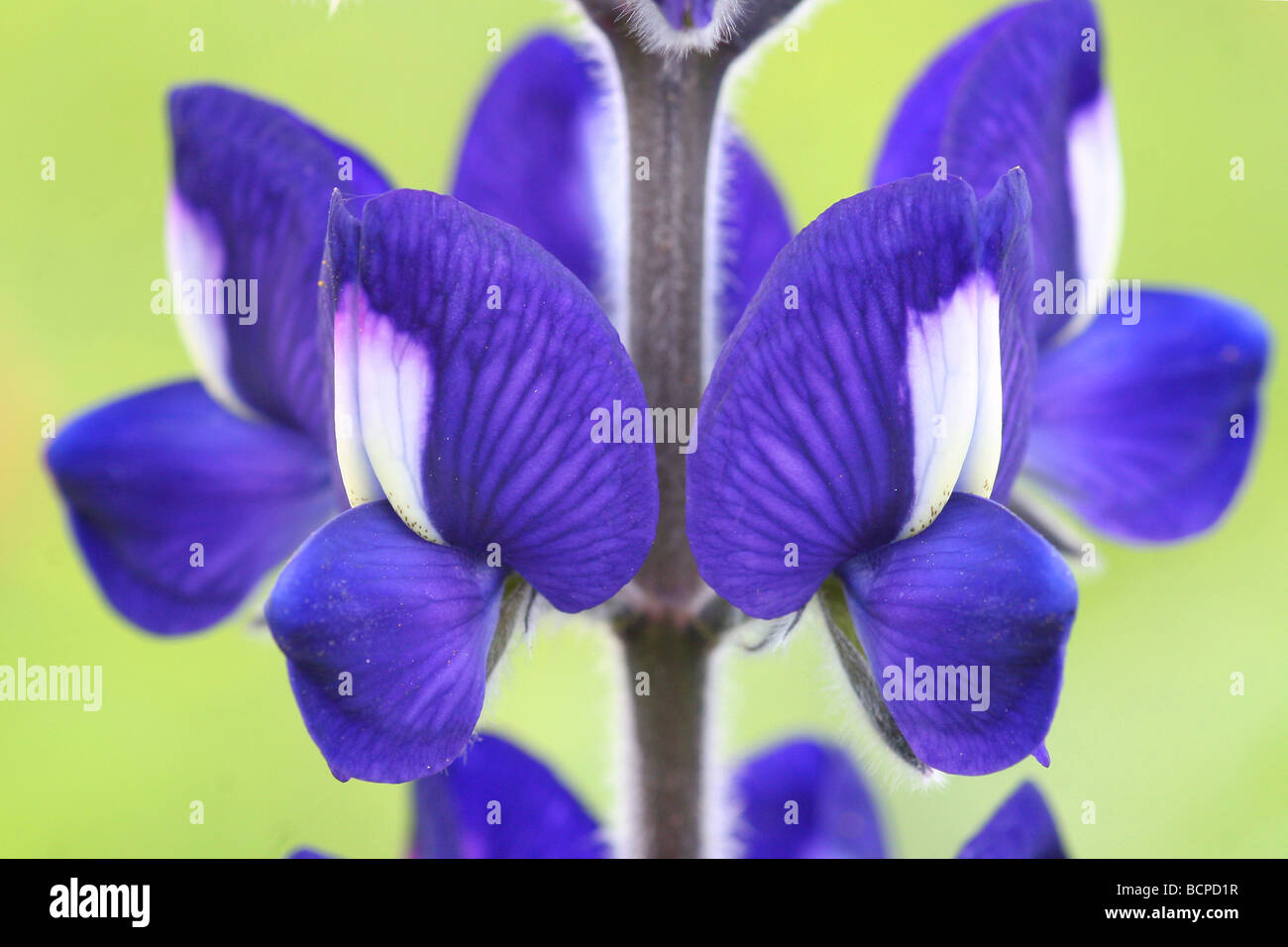 Wild lupin flowers hi-res stock photography and images - Alamy
