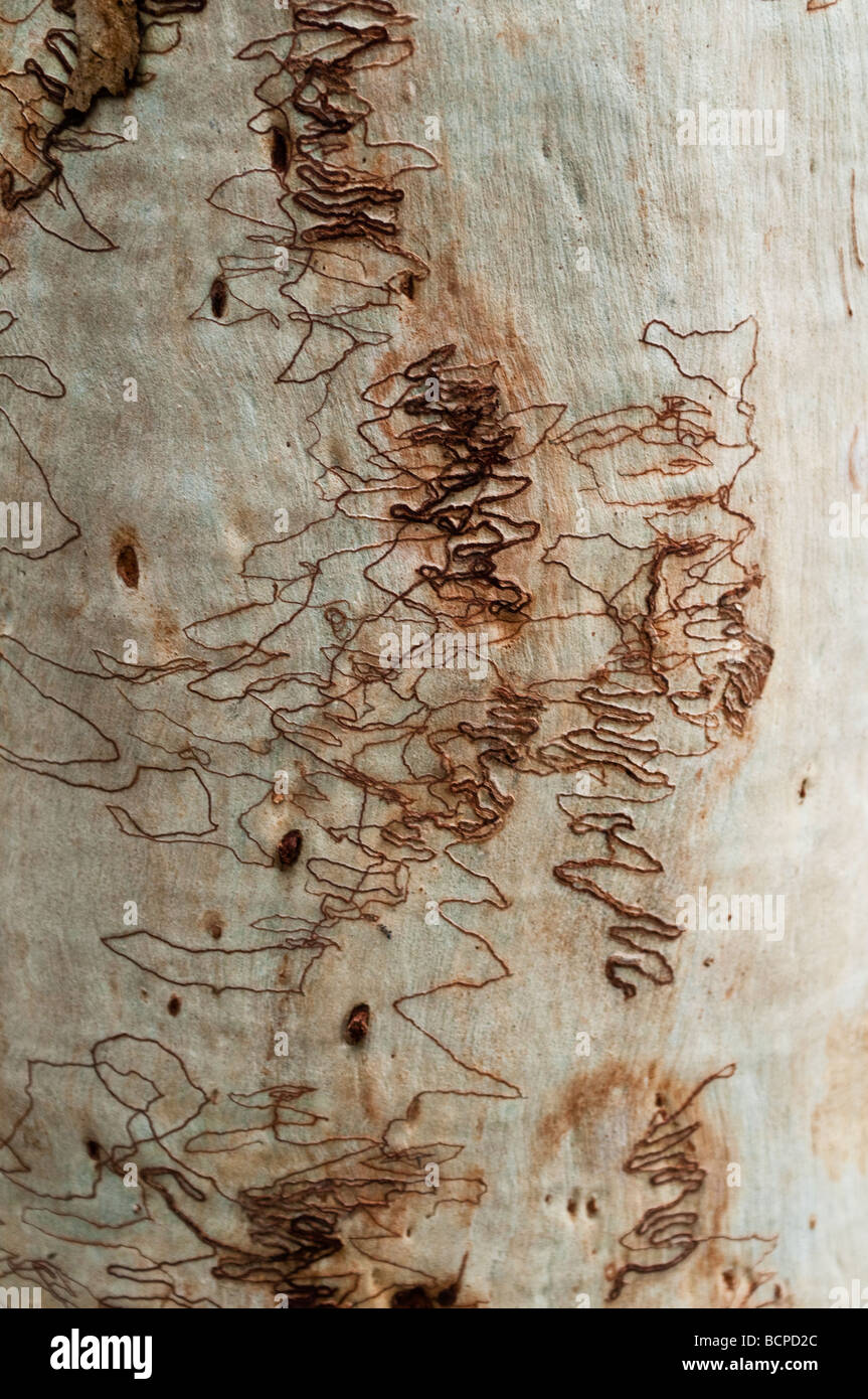 Pattern on the bark of Scribbly Gum or Eucalyptus Signata NSW Australia ...