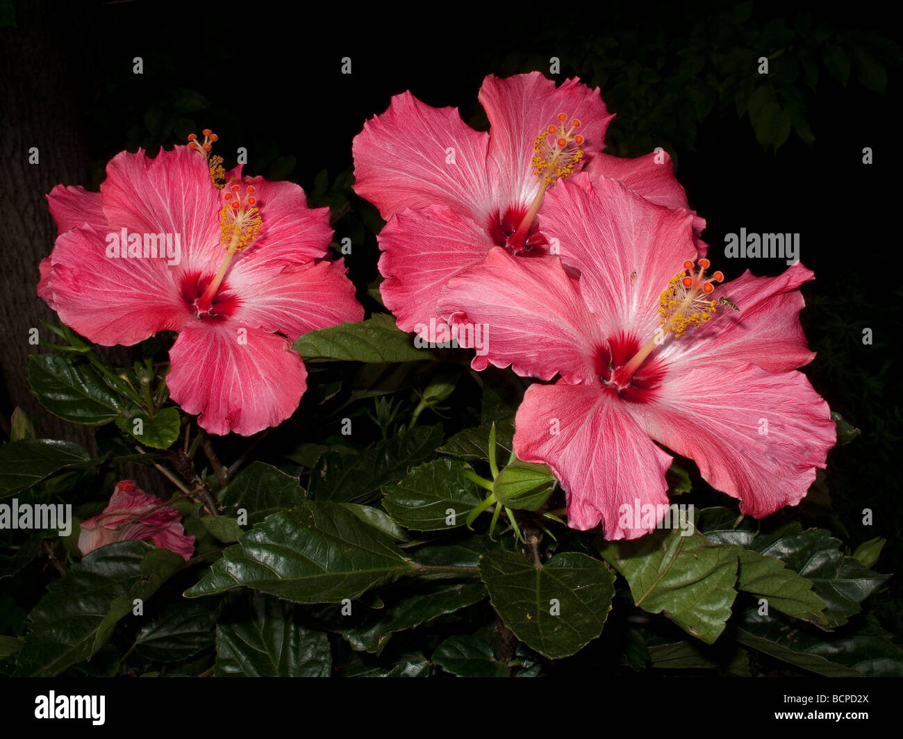 Tropical hibiscus pink hi-res stock photography and images - Alamy