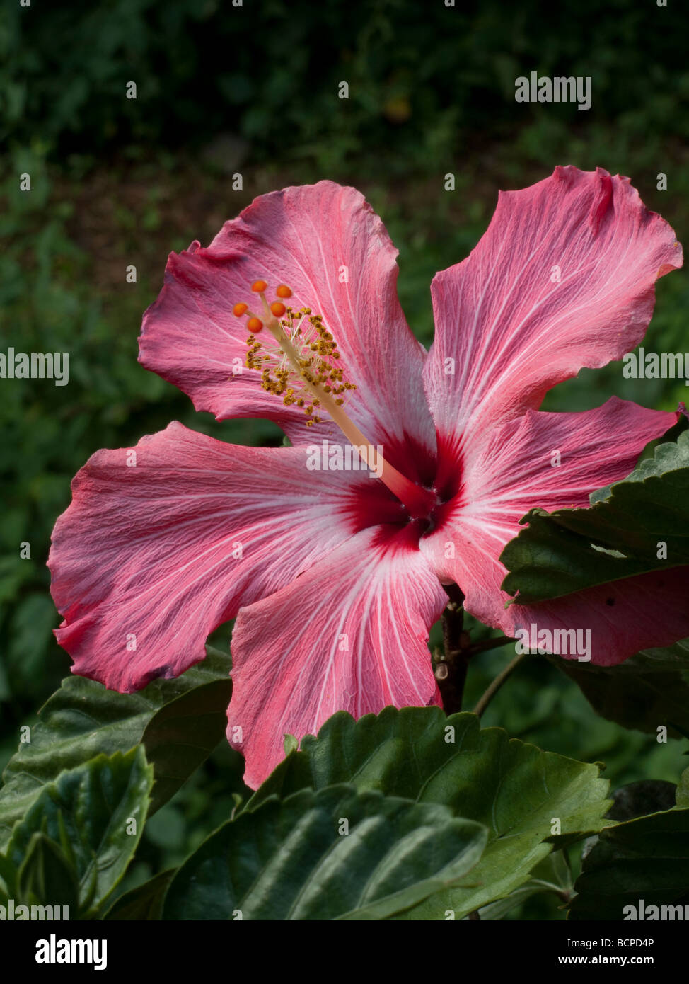 Tropical hibiscus pink hi-res stock photography and images - Alamy