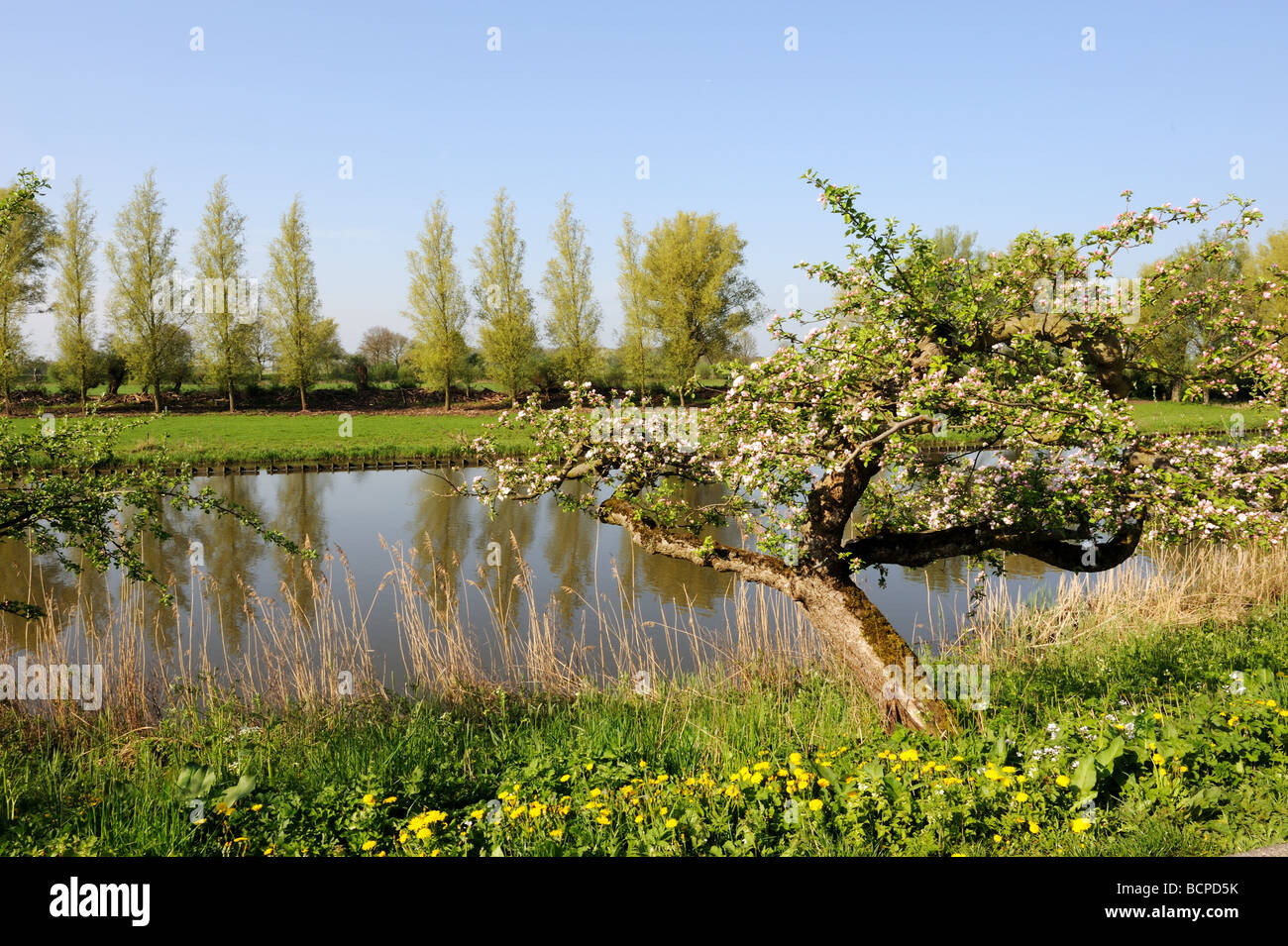 Pink blossom tree in river landscape Stock Photo - Alamy