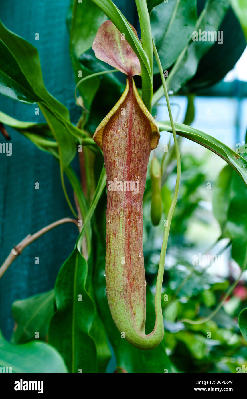Nepenthes Thorelii X Mirabilis High Resolution Stock Photography and ...