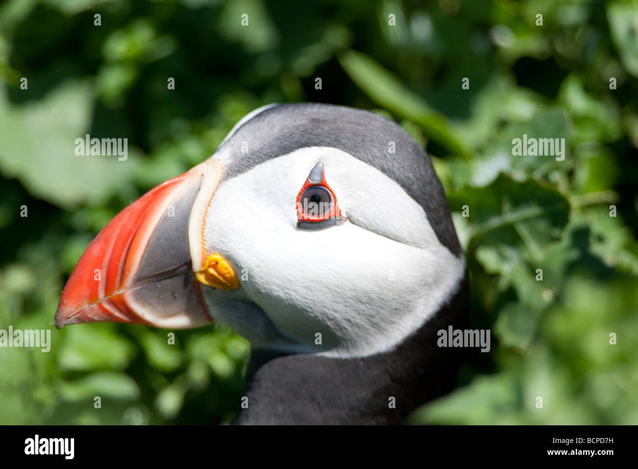 Puffin head, taken in the Farne Islands off the Northumberland coast of ...