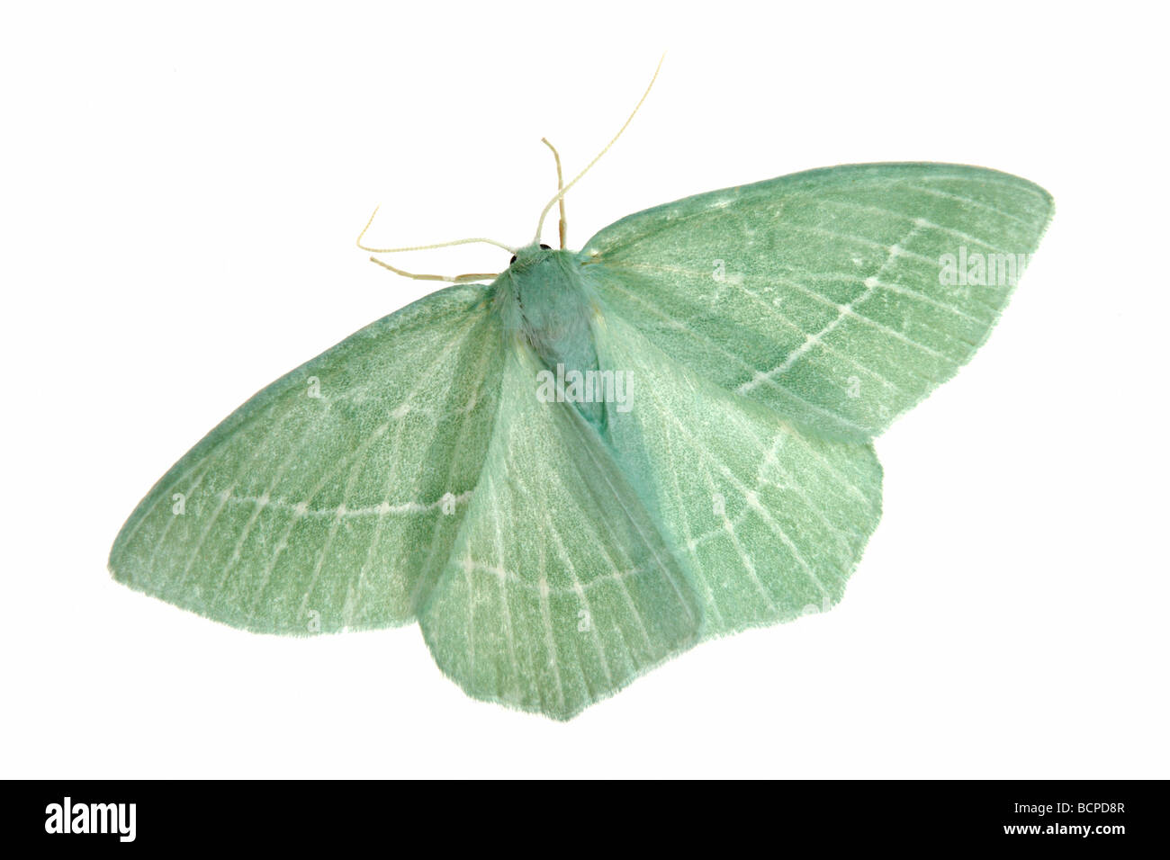 Small Emerald Hemistola chrysoprasaria moth Stock Photo - Alamy