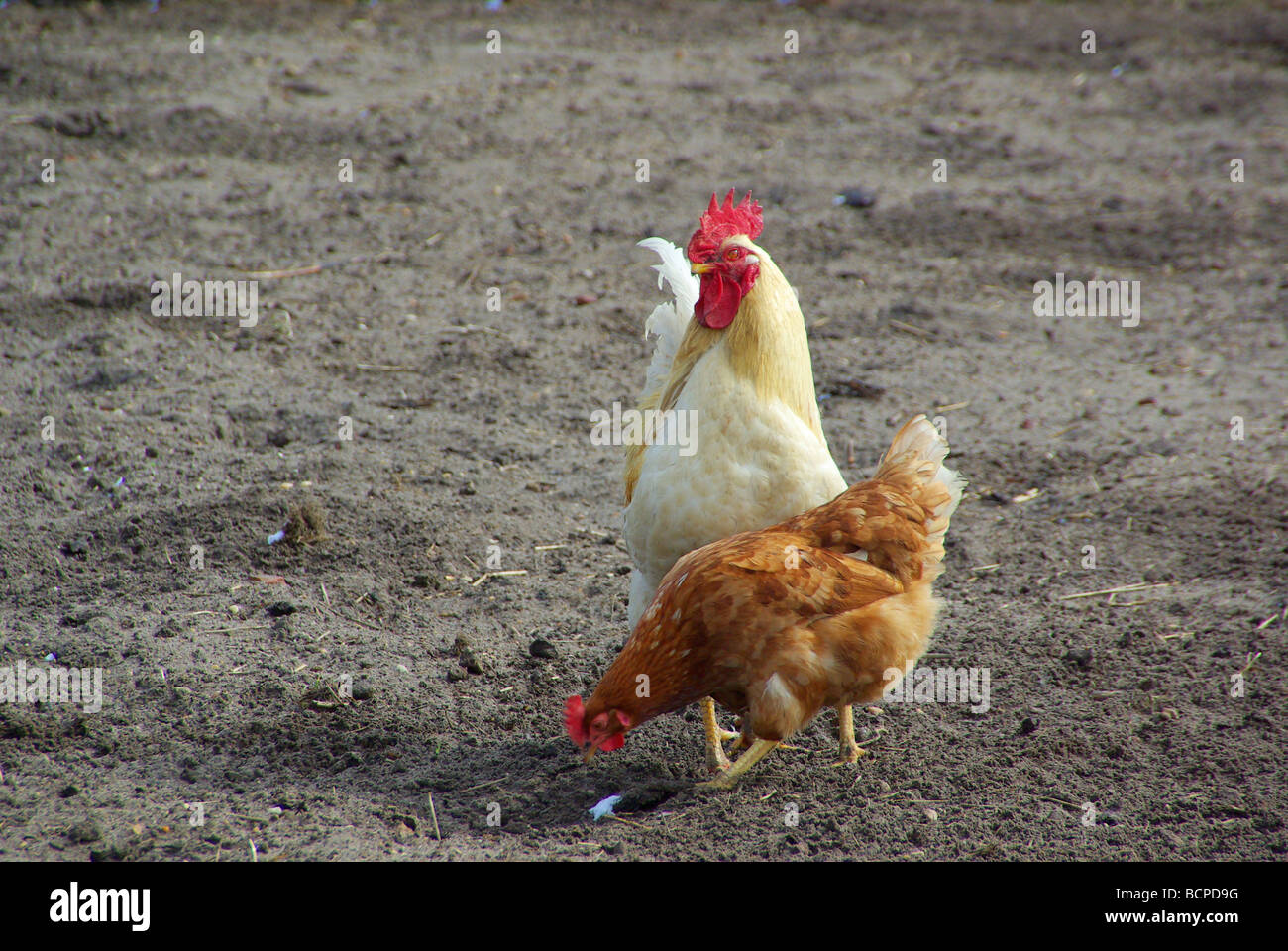 Huhn chicken 10 Stock Photo - Alamy