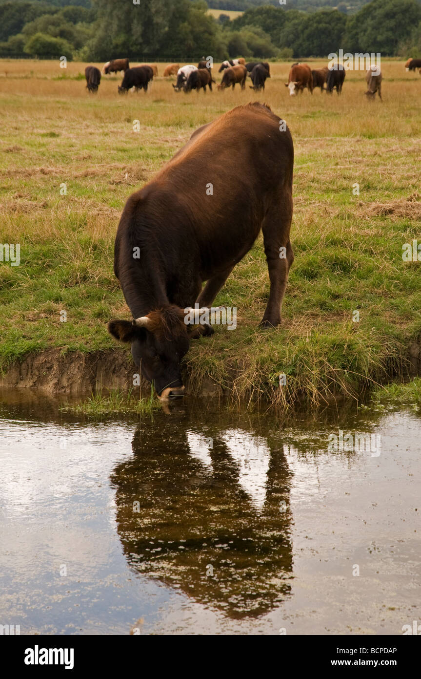 A cow drinking from a stream on Sudbury Common, Suffolk, England Stock ...