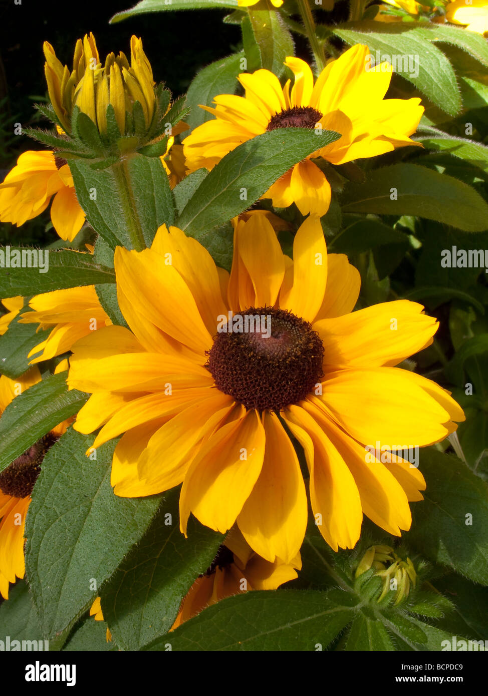 Tiger flowers hi-res stock photography and images - Alamy