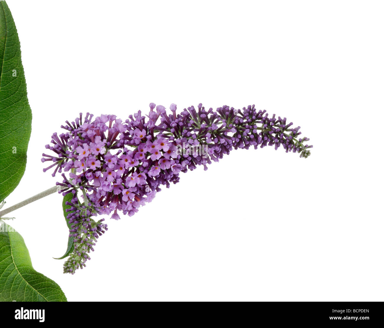Buddleia flower hi-res stock photography and images - Alamy