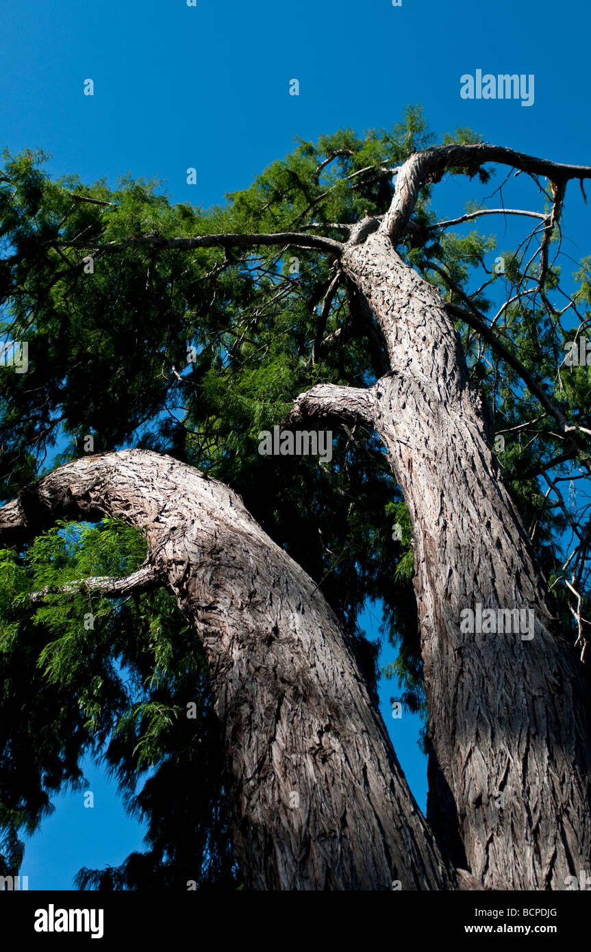 Taxodium Stock Photos & Taxodium Stock Images - Alamy