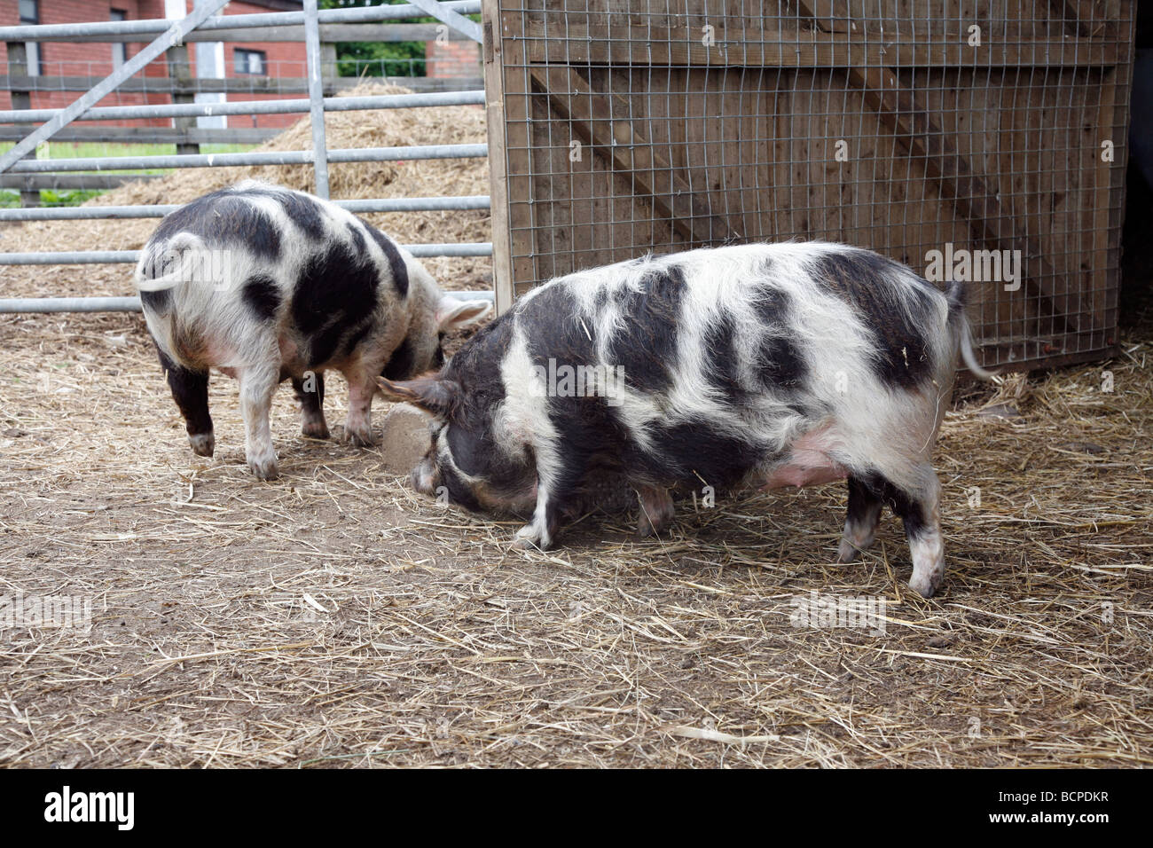 Gloucestershire Old Spots pigs Stock Photo - Alamy