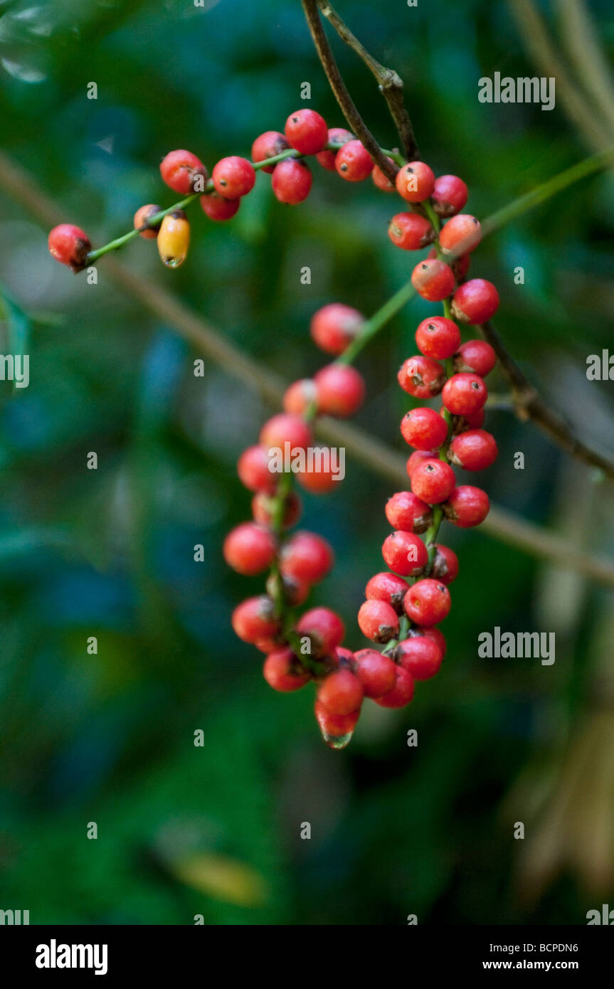 Australian walking stick hi-res stock photography and images - Alamy