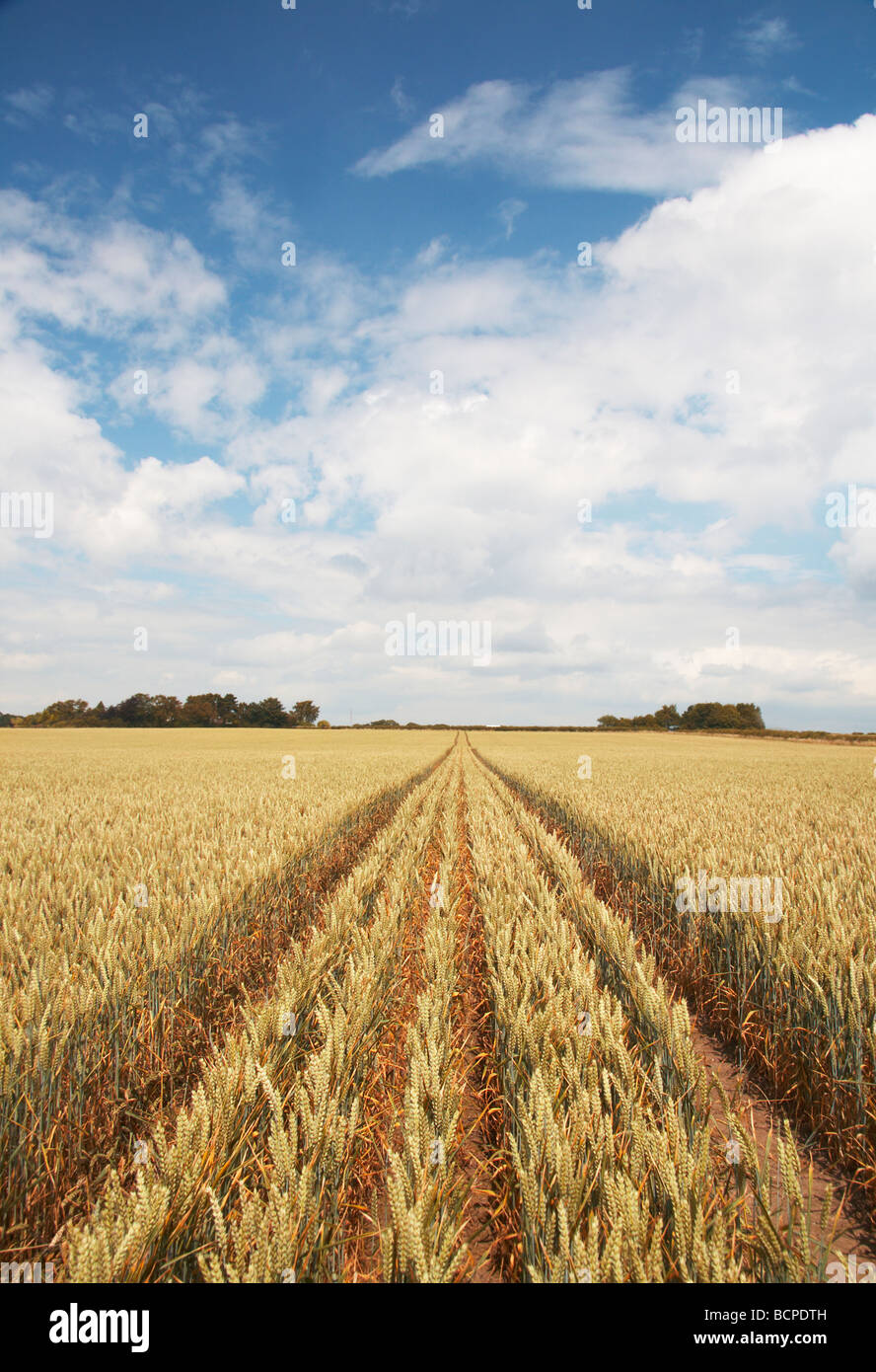 English summer field hi-res stock photography and images - Alamy