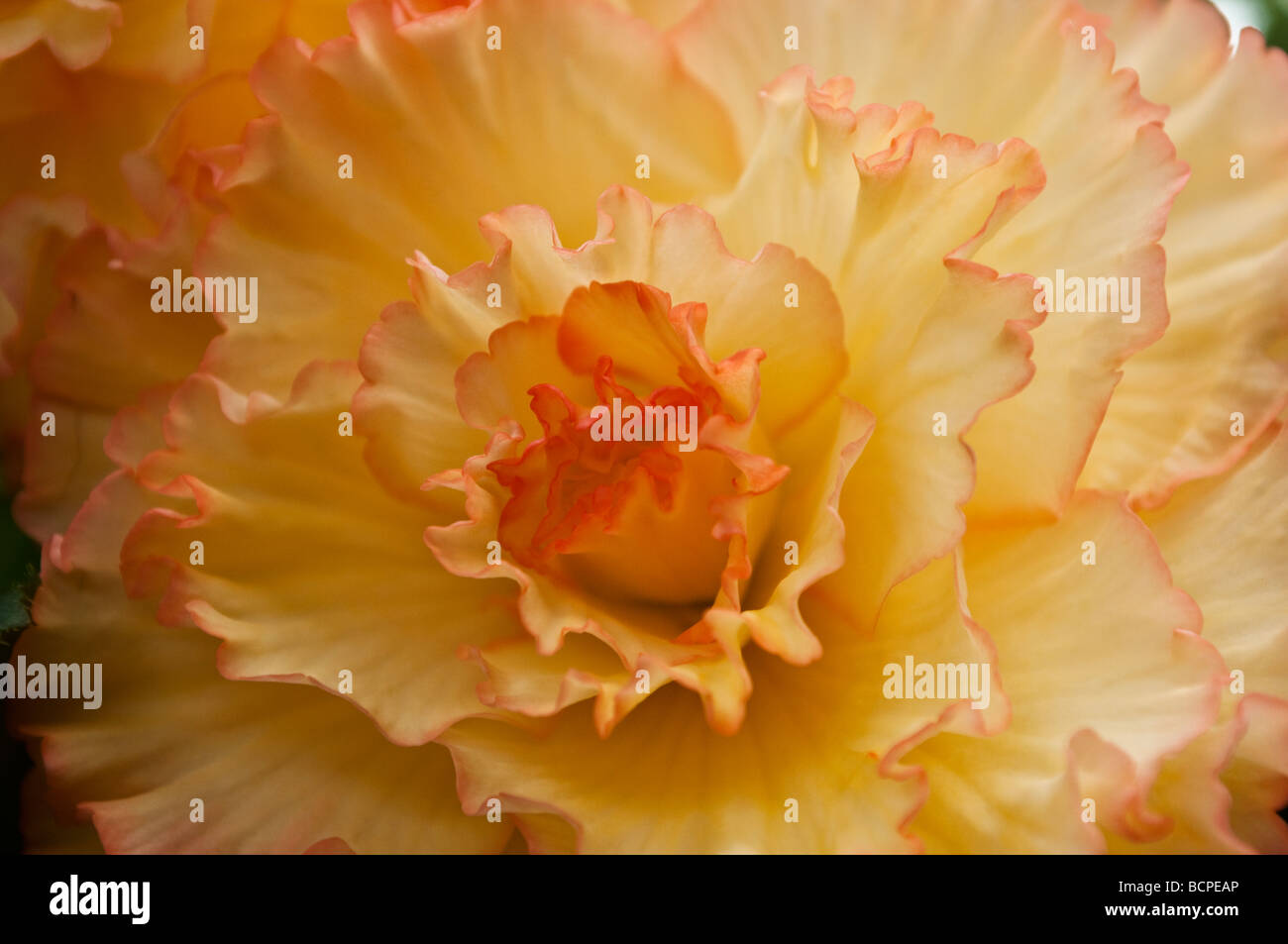 Begonia hanna hi-res stock photography and images - Alamy