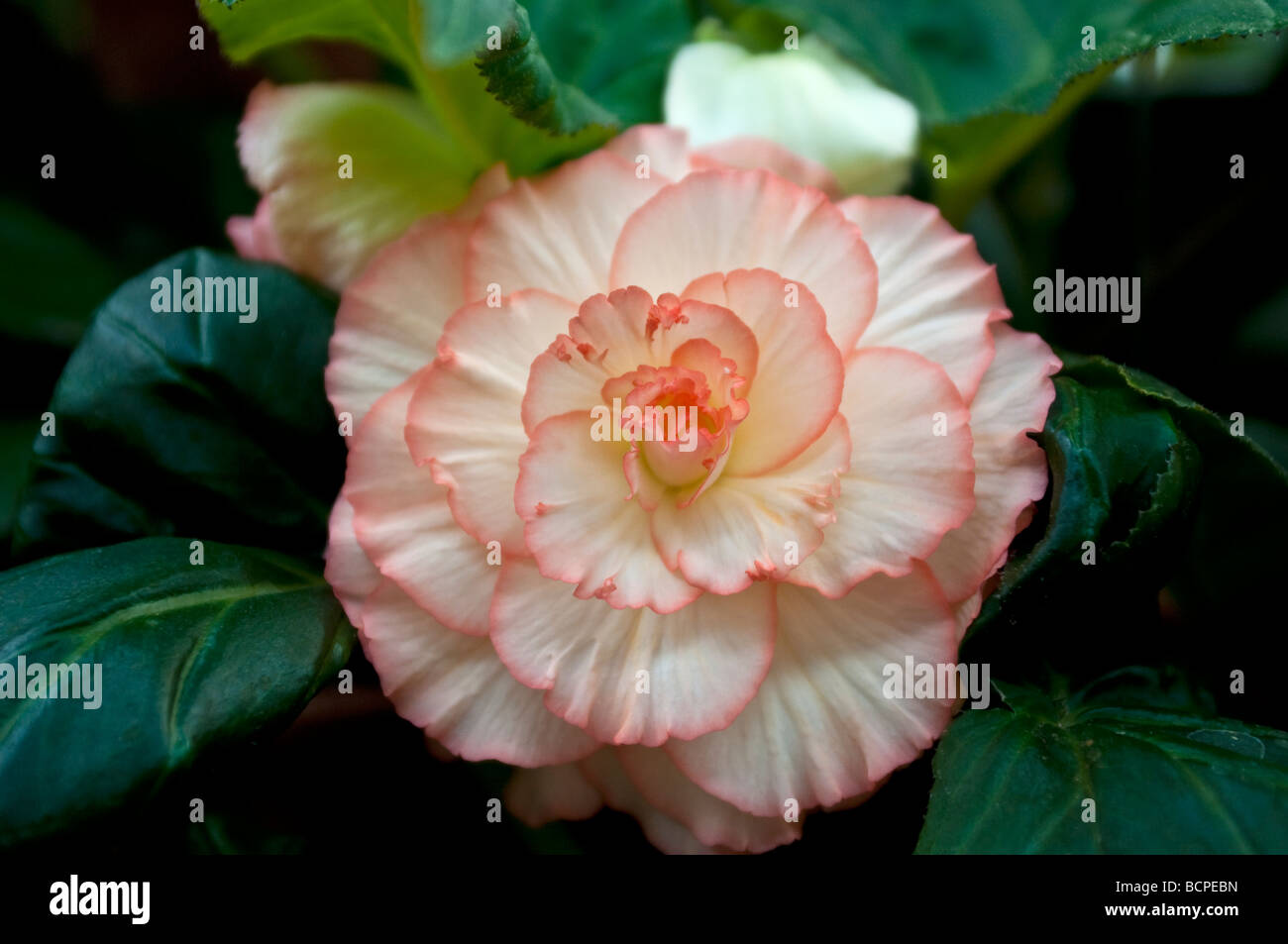 Alyce hi-res stock photography and images - Alamy