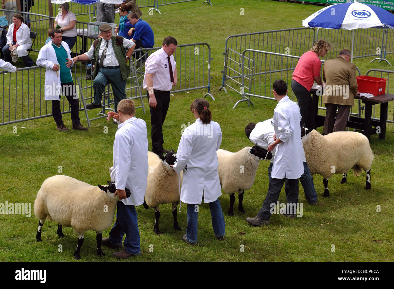 Sheep royal welsh show builth hi-res stock photography and images - Alamy