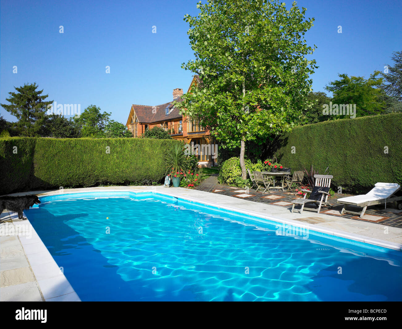 An outdoor swimming pool with dog Stock Photo - Alamy