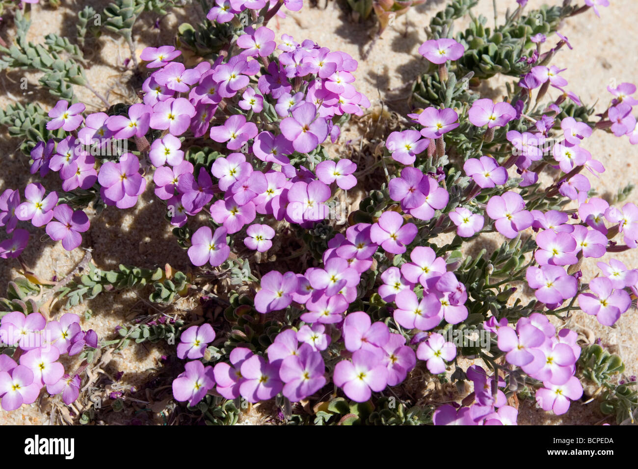 Sand Dune Flowers Stock Photo - Alamy