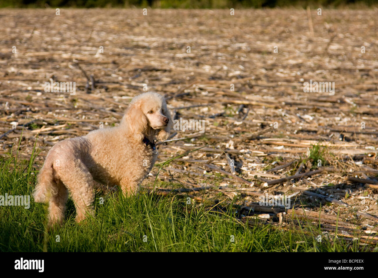Standard poodle hi-res stock photography and images - Alamy