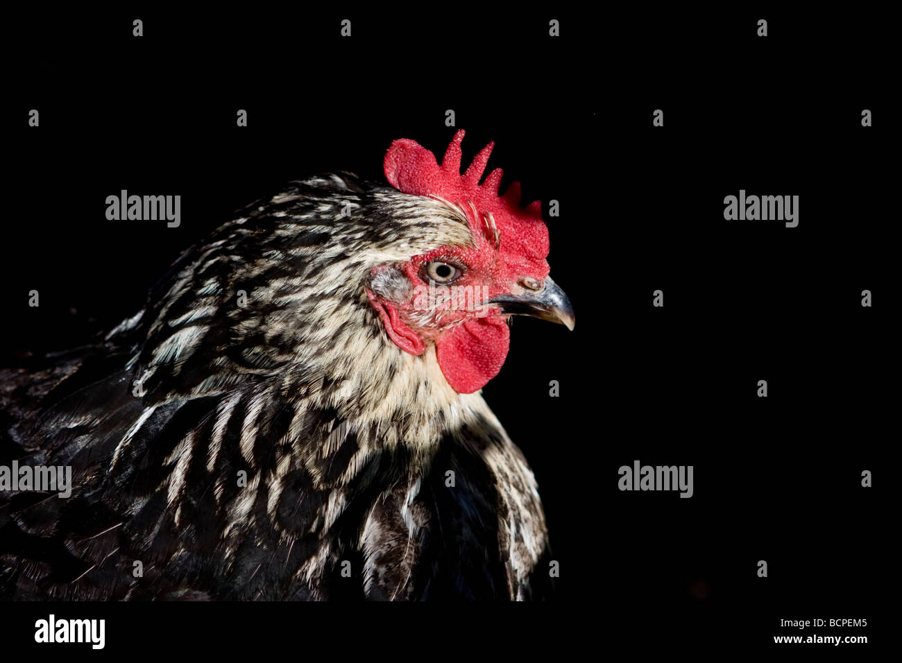 Hen Portrait France Stock Photo - Alamy