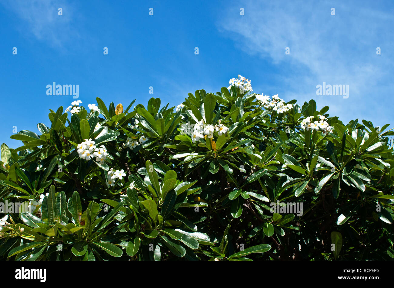 Tiare flower hi-res stock photography and images - Alamy