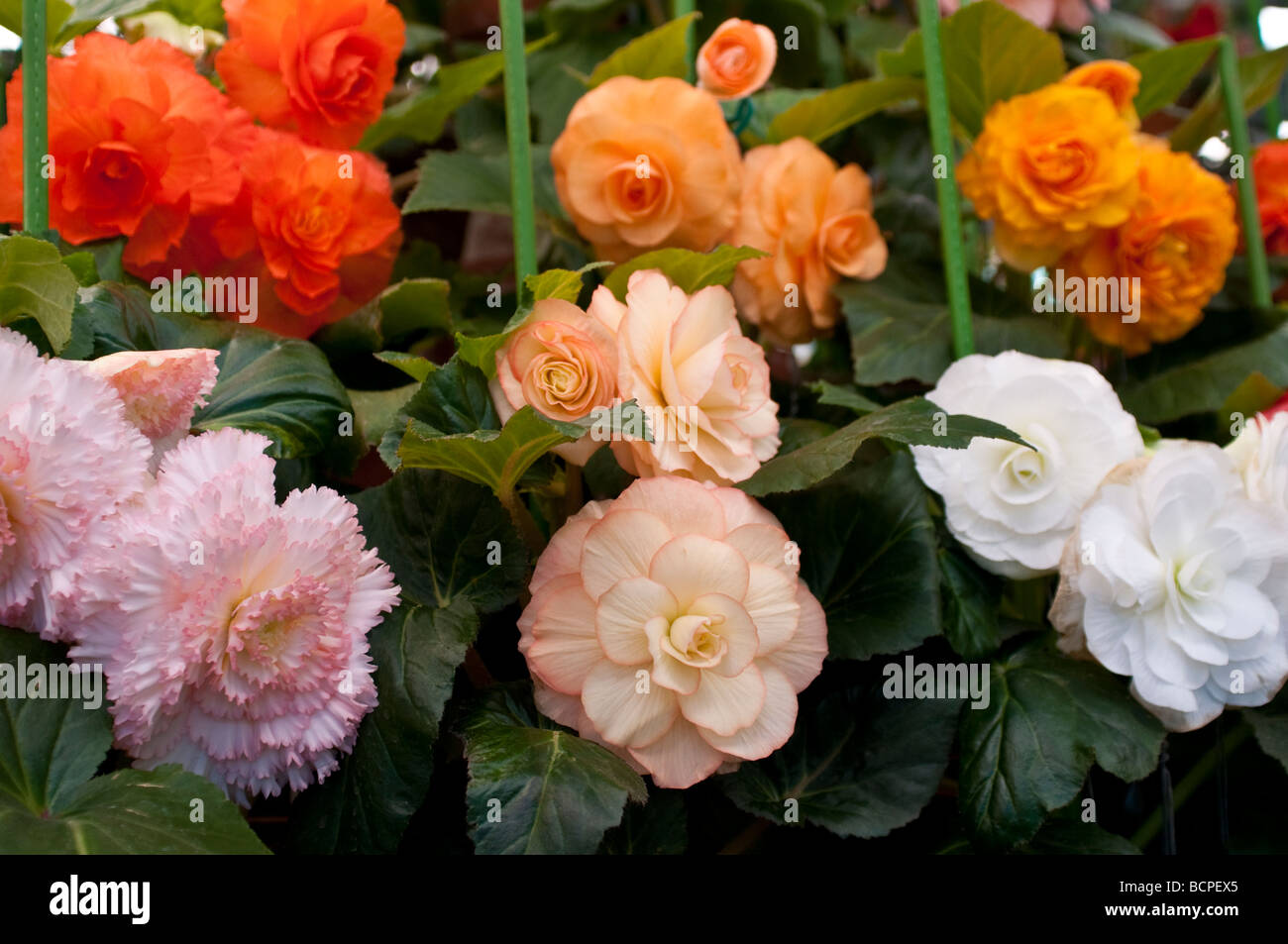Begonia flowerhead hi-res stock photography and images - Alamy