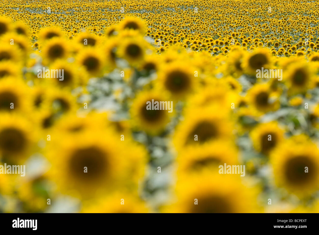 Sunflower field depth hi-res stock photography and images - Alamy