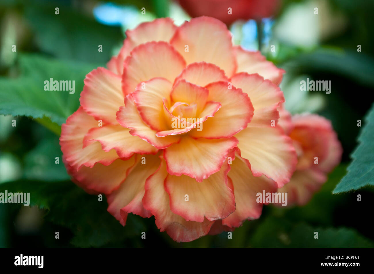 Begonia BALI HI Stock Photo - Alamy