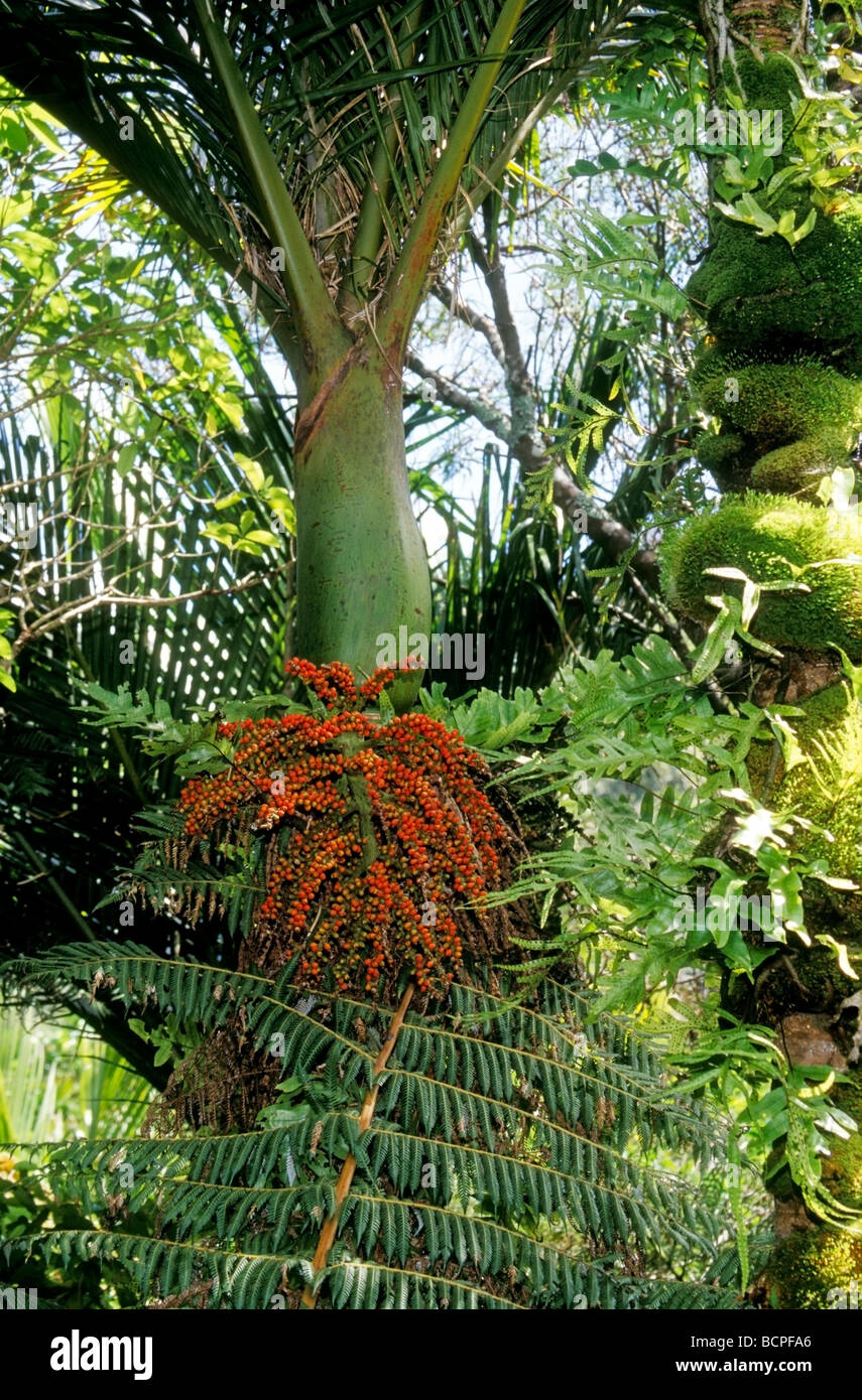 Nikau palm trees hi-res stock photography and images - Alamy