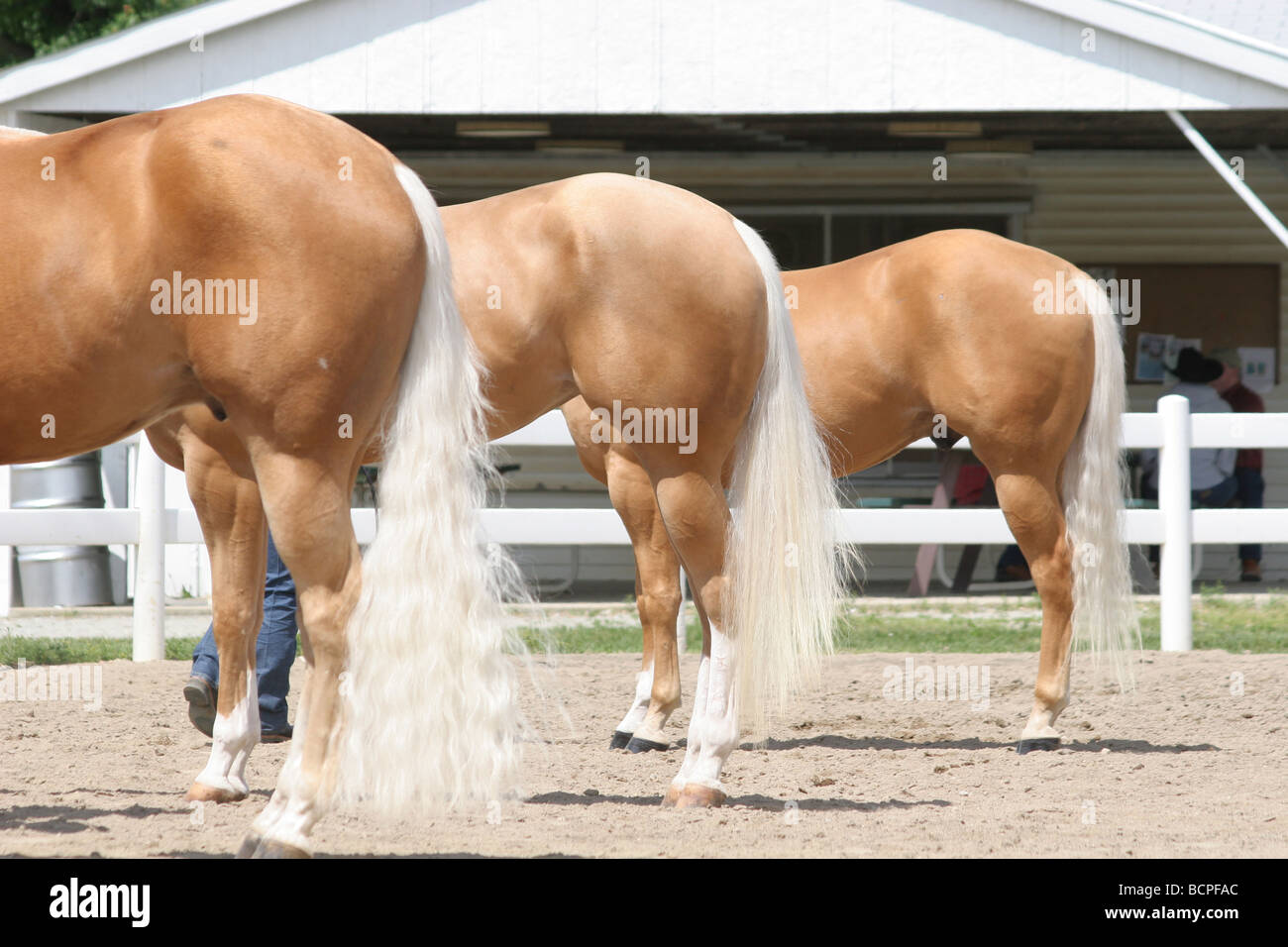 Fake horse hi-res stock photography and images - Alamy