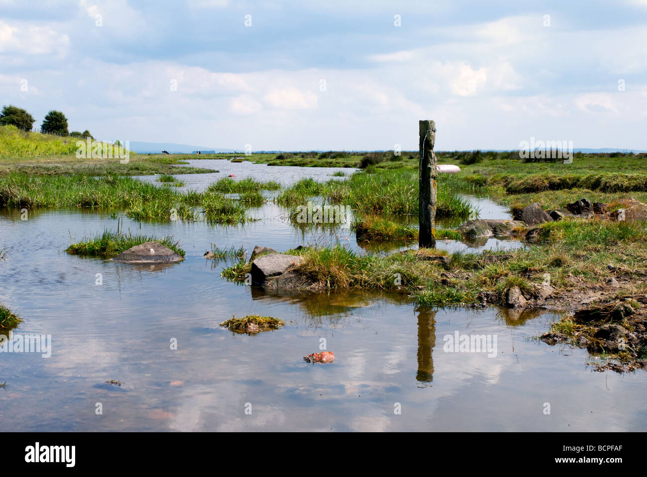 Pool and marsh hi-res stock photography and images - Alamy