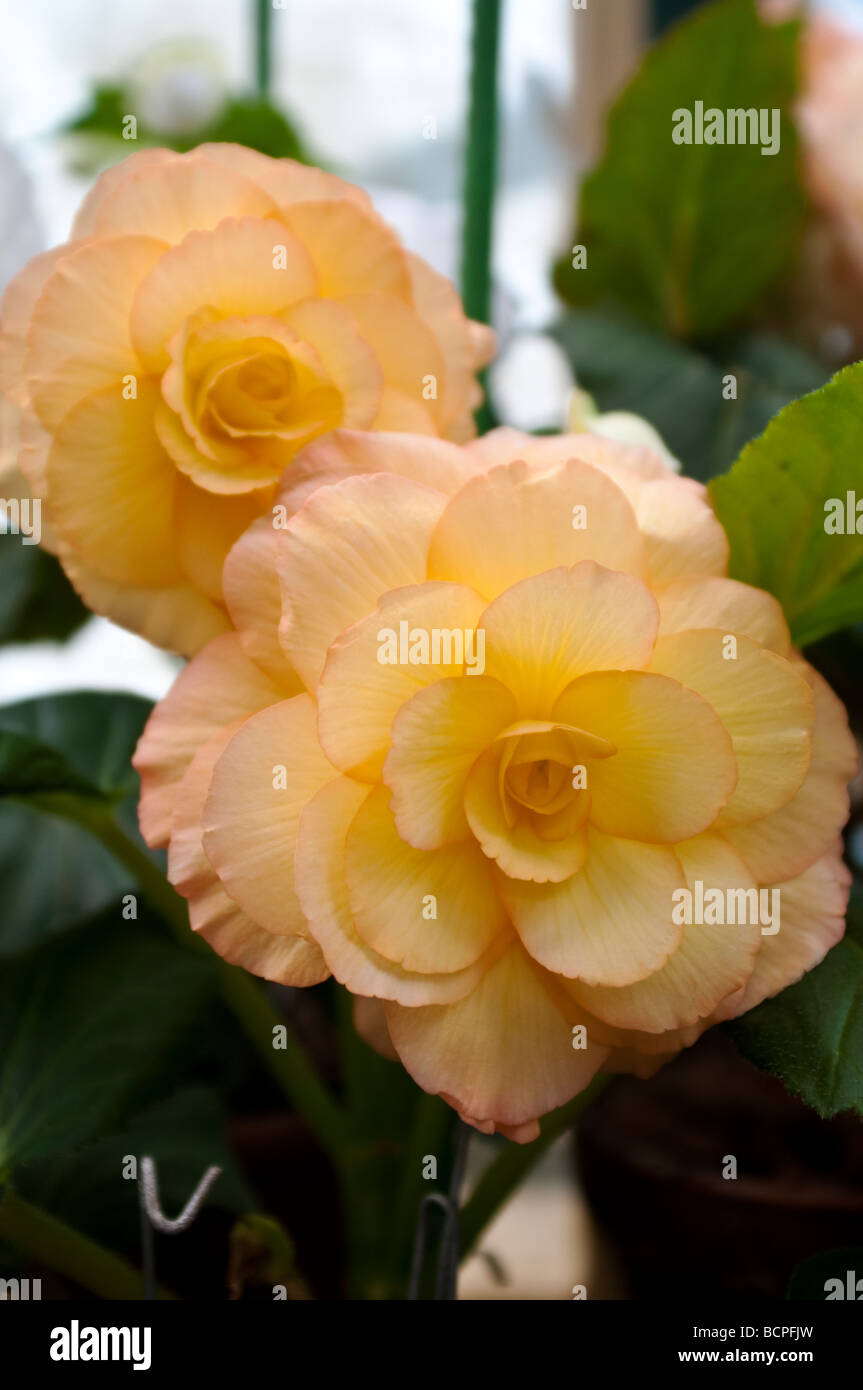 Begonia PEACH MELBA Stock Photo - Alamy