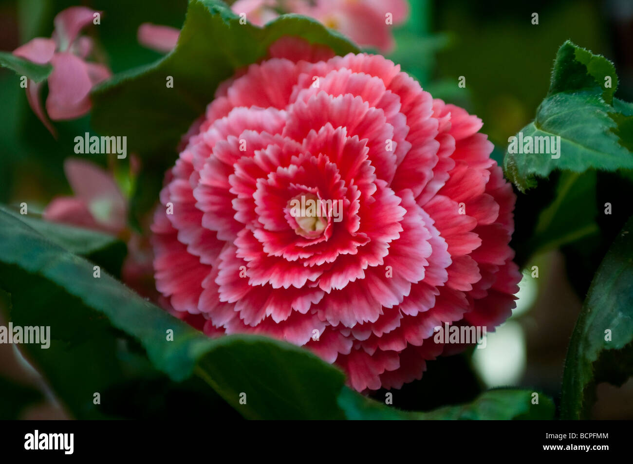 Rose picotee begonia hi-res stock photography and images - Alamy