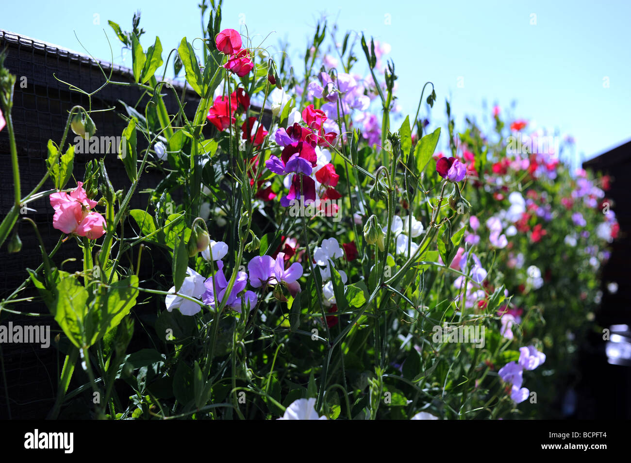 Sweet pea display hi-res stock photography and images - Alamy