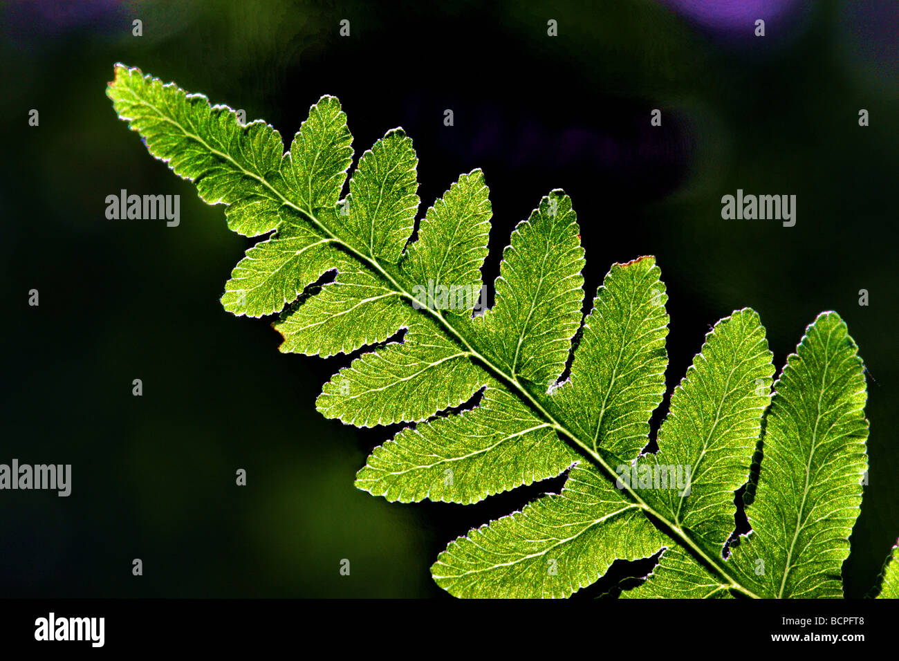 Fern sheets hi-res stock photography and images - Alamy