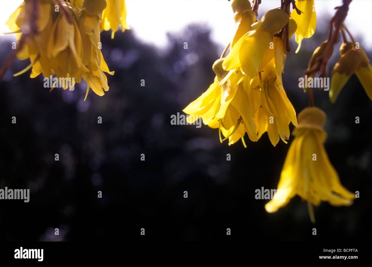 Yellow flowers of the New Zealand native Kowhai tree Stock Photo - Alamy