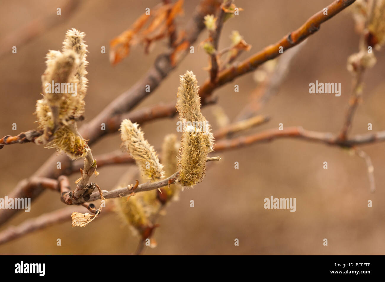 Arctic willow hi-res stock photography and images - Alamy