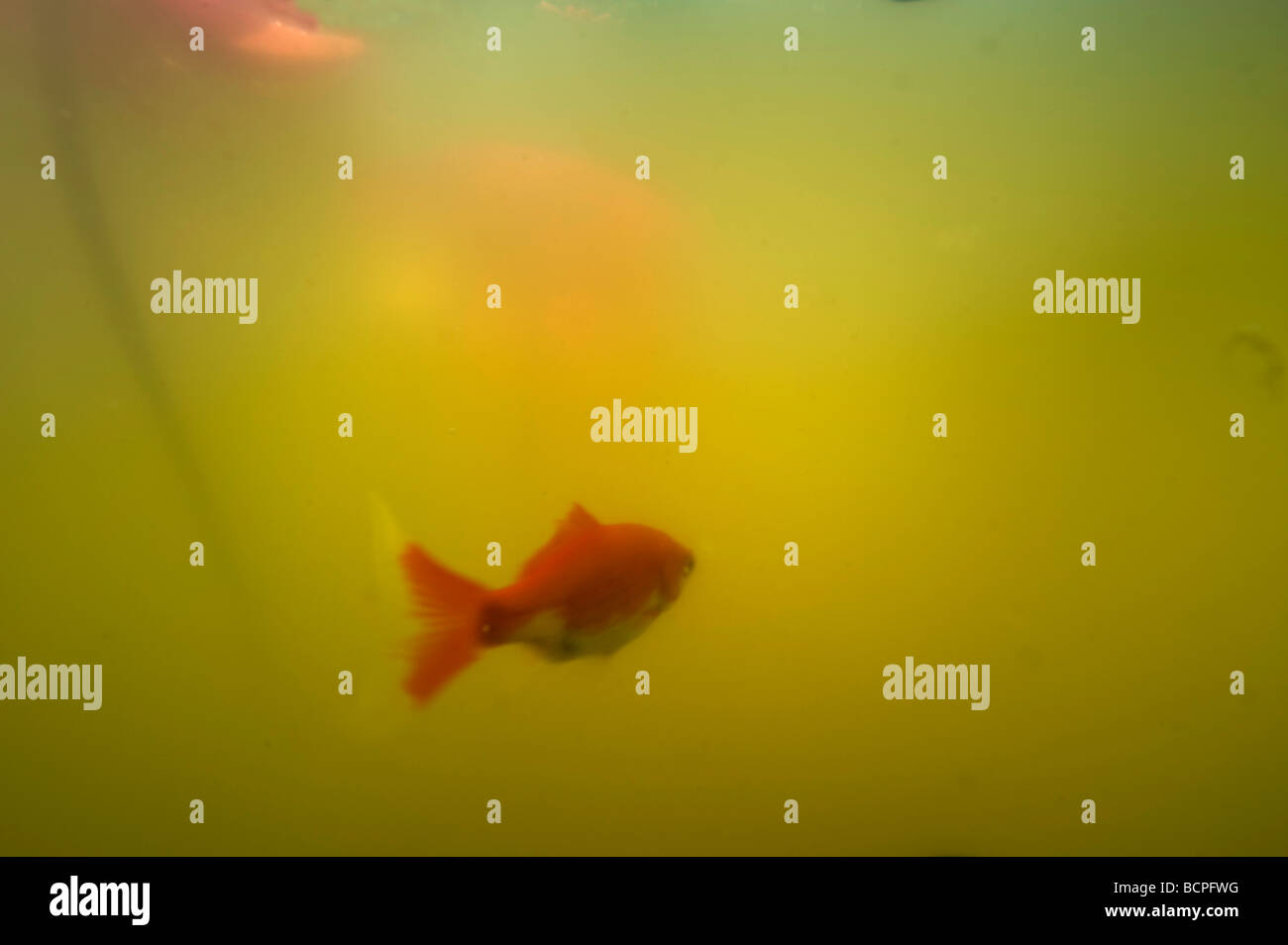 Gold fish in a pond, Underwater Stock Photo - Alamy