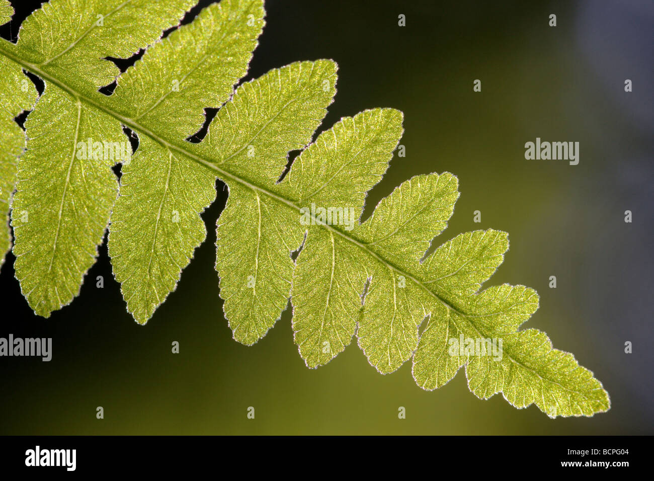 Fern sheets hi-res stock photography and images - Alamy