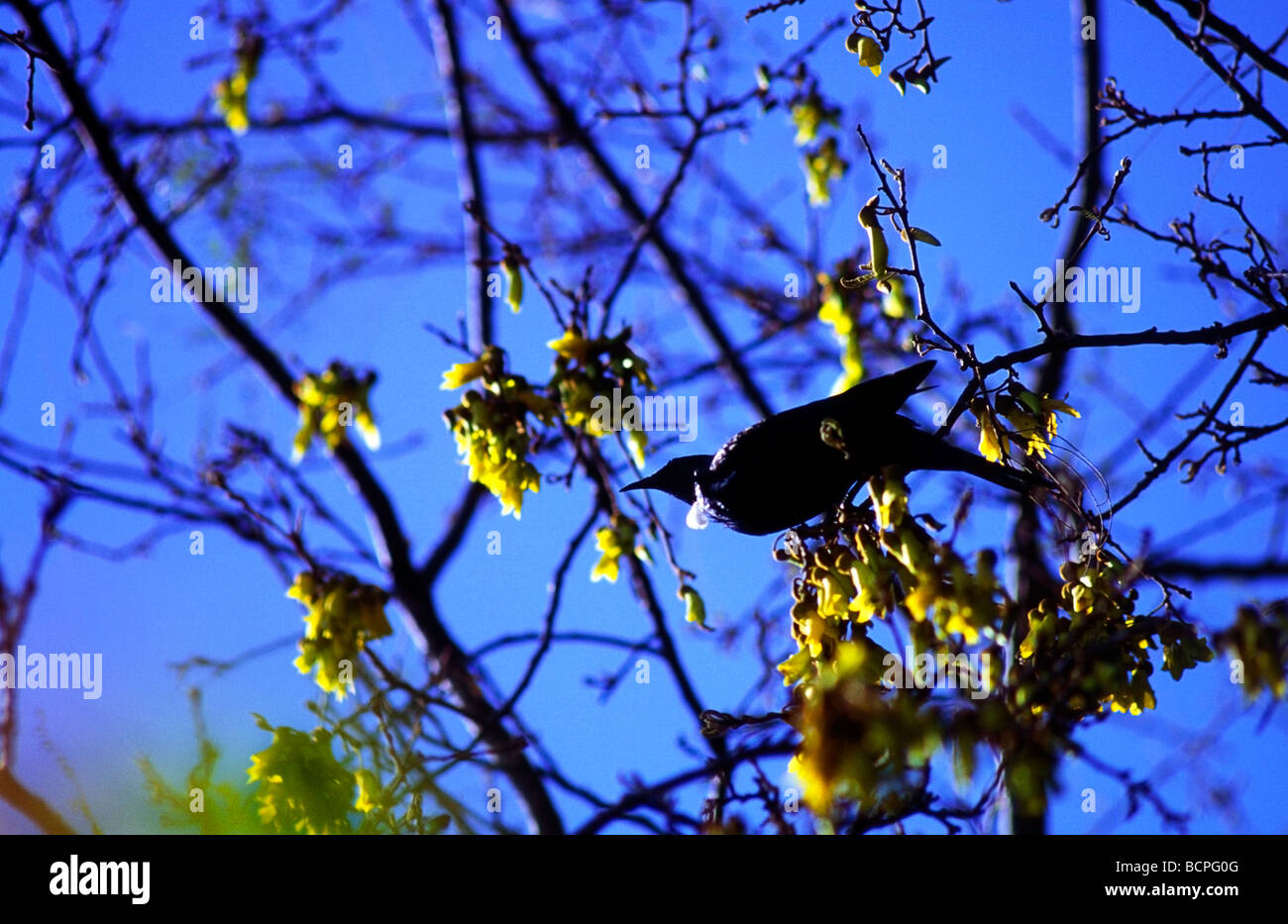 New Zealand native Tui in a flowering Kowhai tree Stock Photo - Alamy