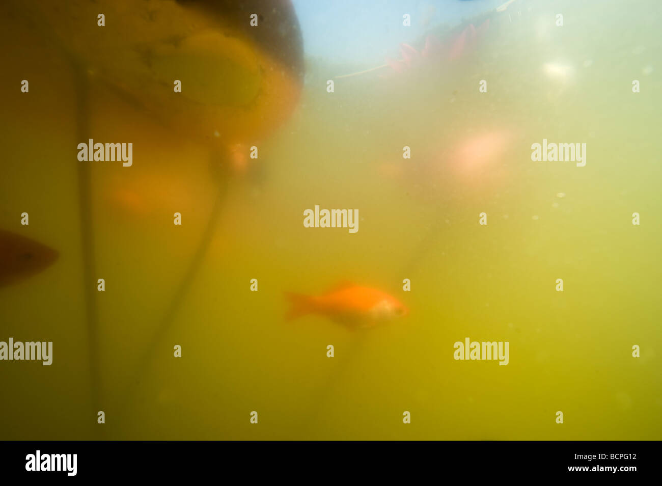 Goldfish in pond underwater Stock Photo - Alamy